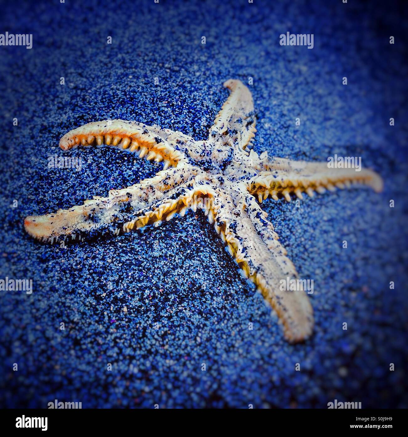 Starfish. Sea star on sand in the beach Stock Photo - Alamy