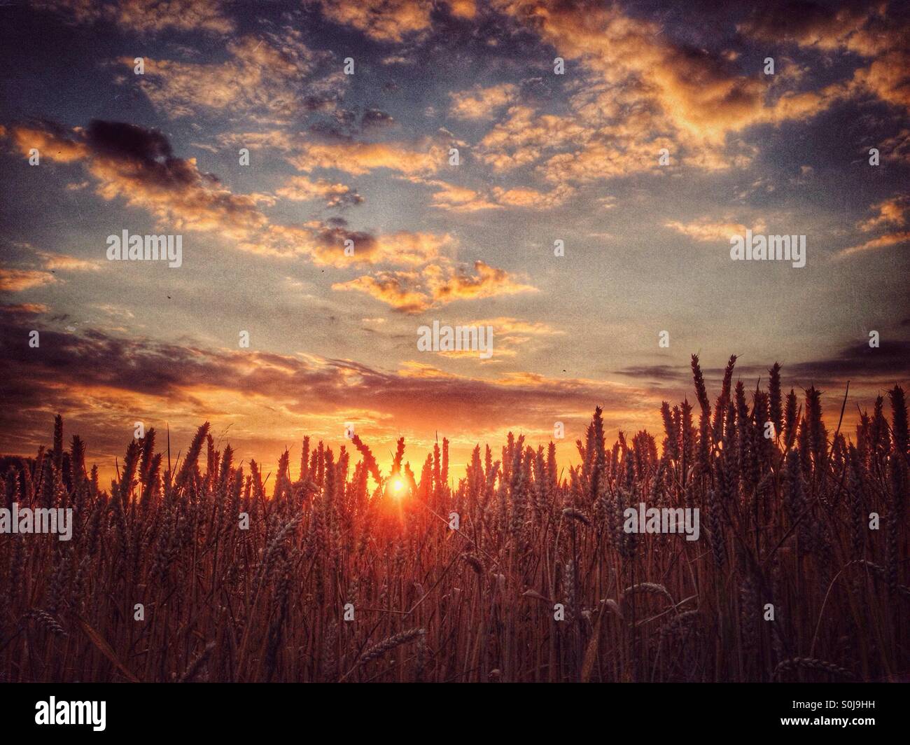 Sun through corn hi-res stock photography and images - Alamy