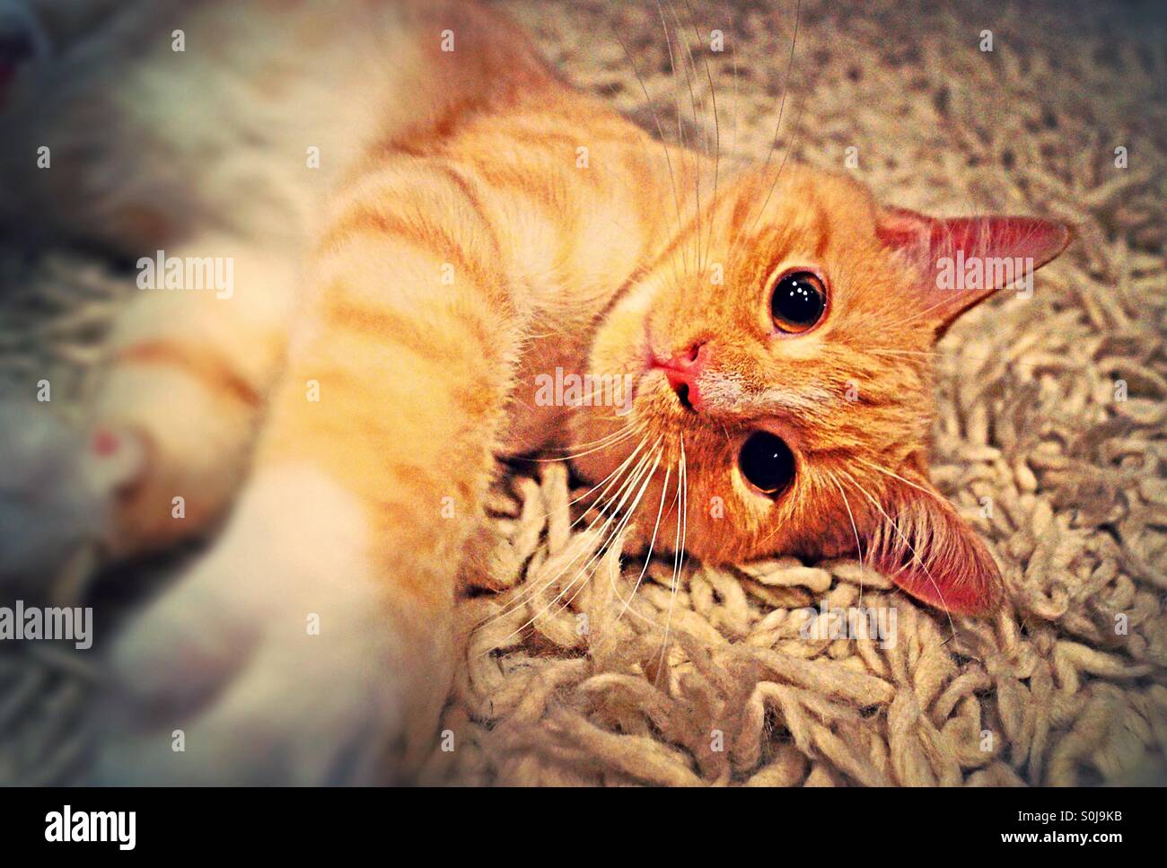 Ginger and white kitten reaching out Stock Photo - Alamy
