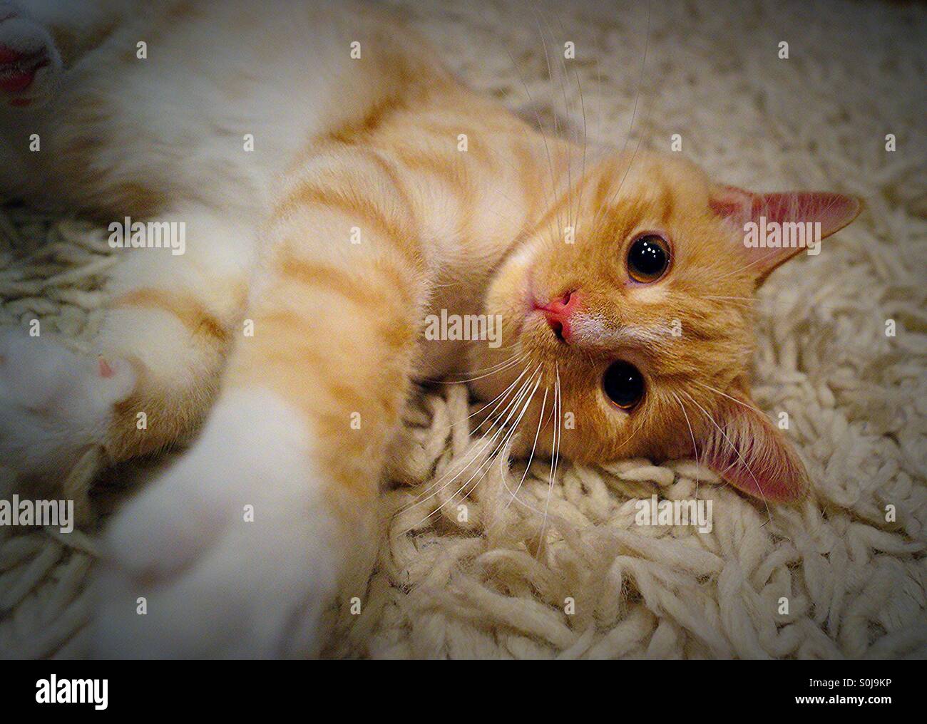 Kitten reaching out for toy off shot Stock Photo - Alamy