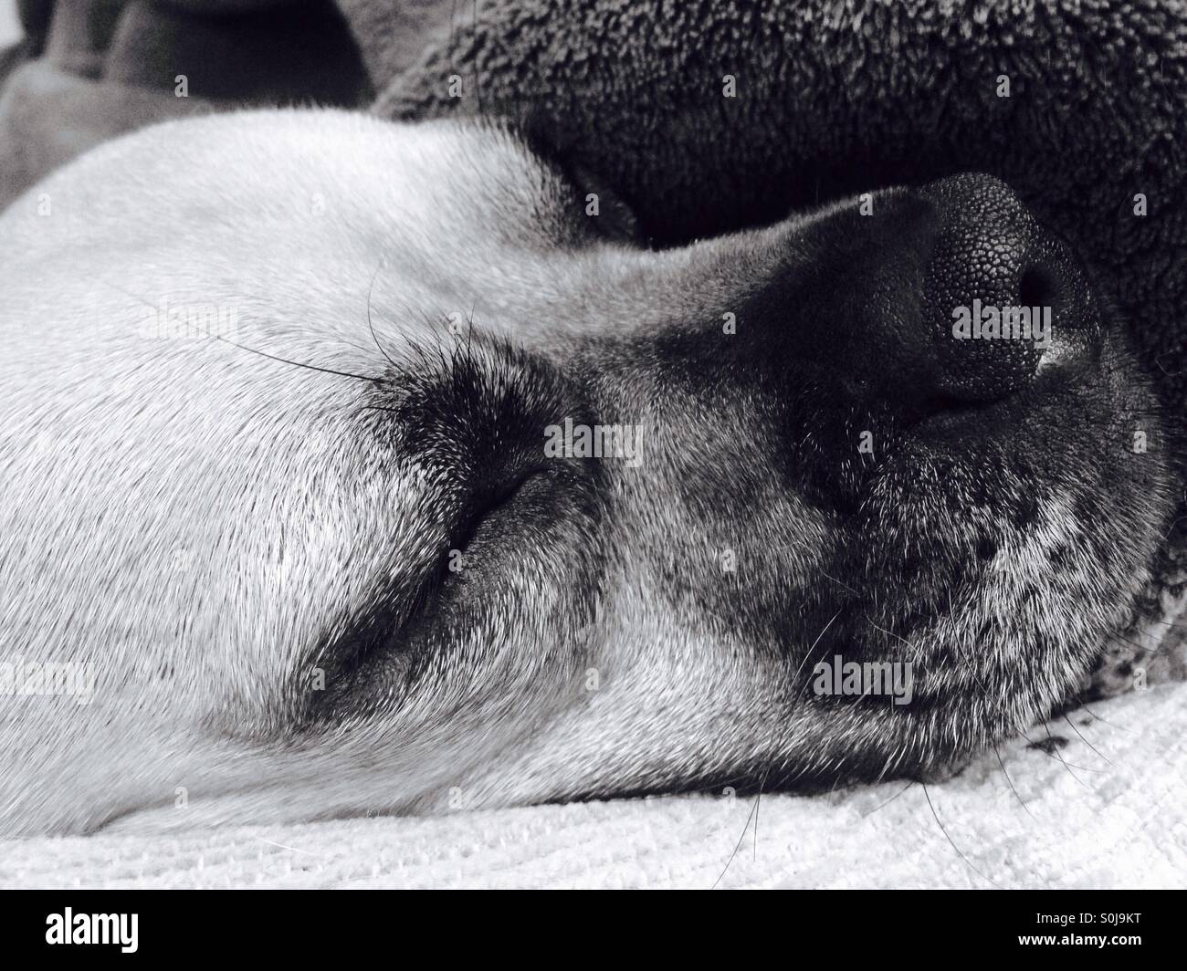 Dog napping hi-res stock photography and images - Alamy