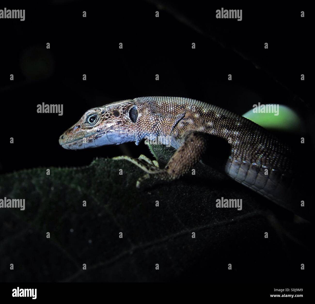 lizard at night Stock Photo - Alamy