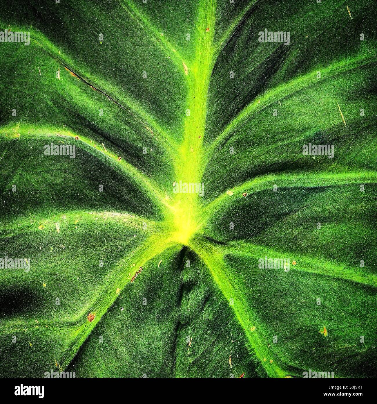 A green leaf in Mexico City, Mexico Stock Photo - Alamy