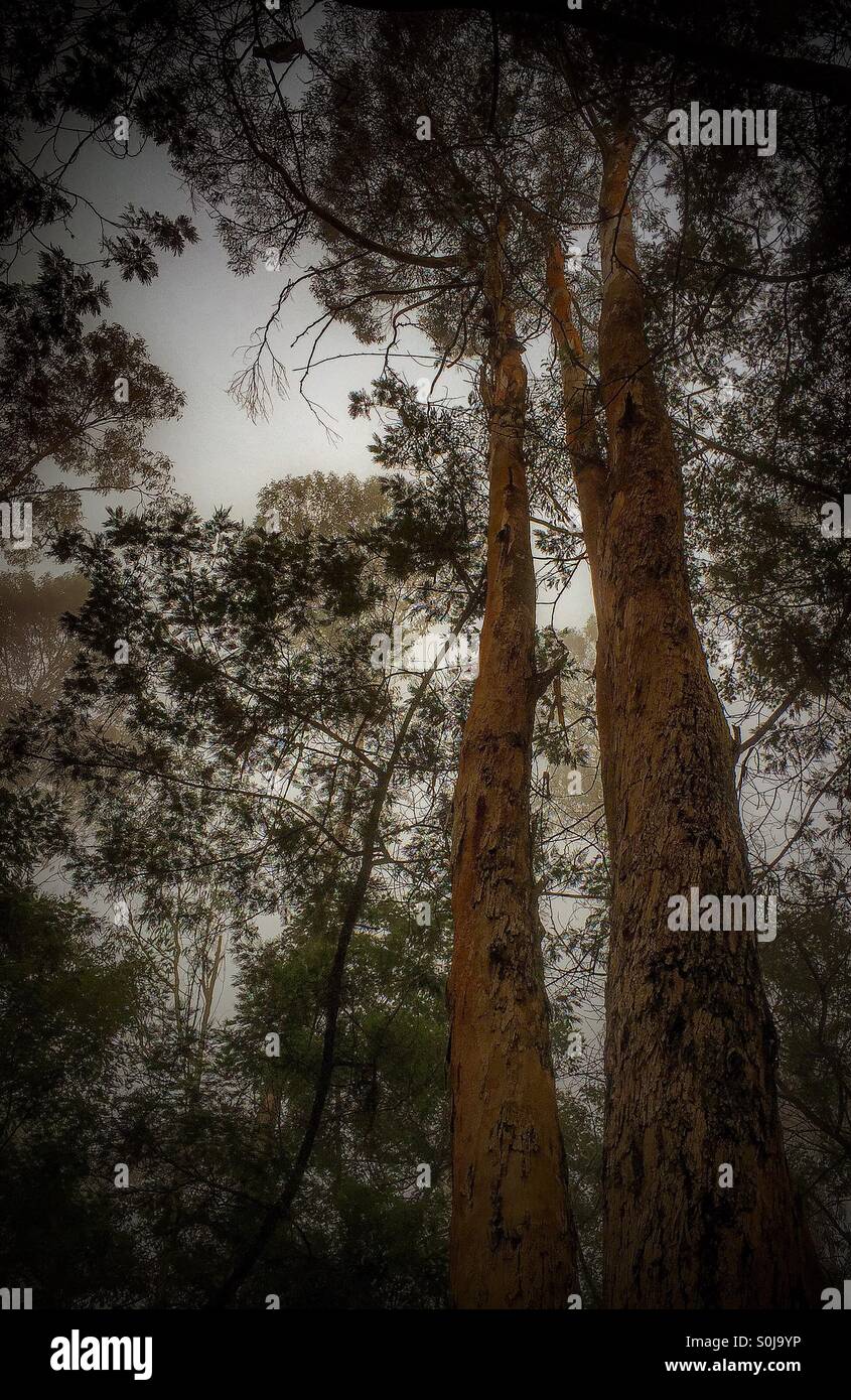 Long trees hi-res stock photography and images - Alamy