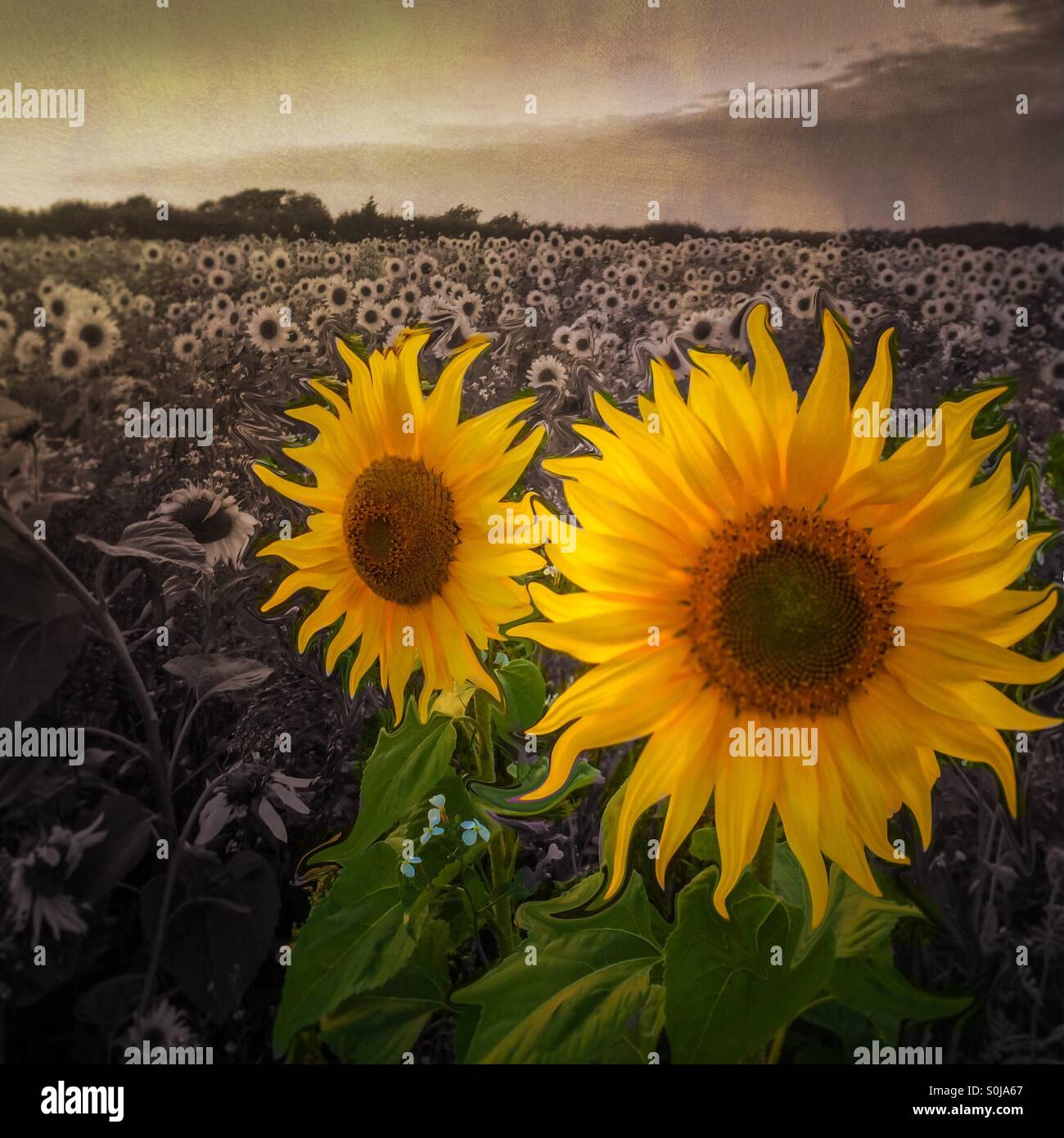 Distorted flower hi-res stock photography and images - Alamy