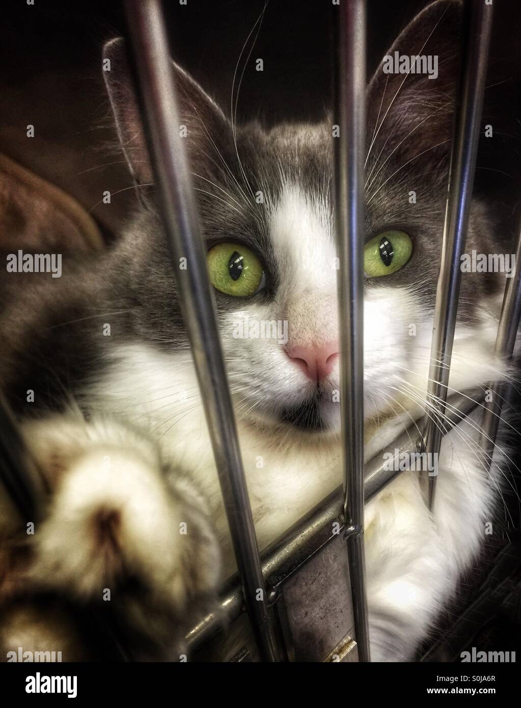 Caged big cat hi-res stock photography and images - Alamy