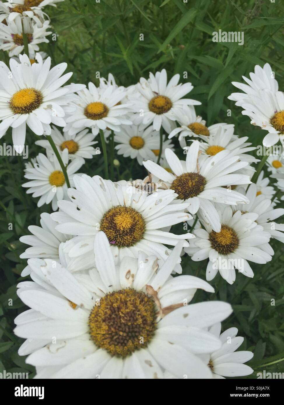 Beautiful white daisy with bee hi-res stock photography and images - Alamy