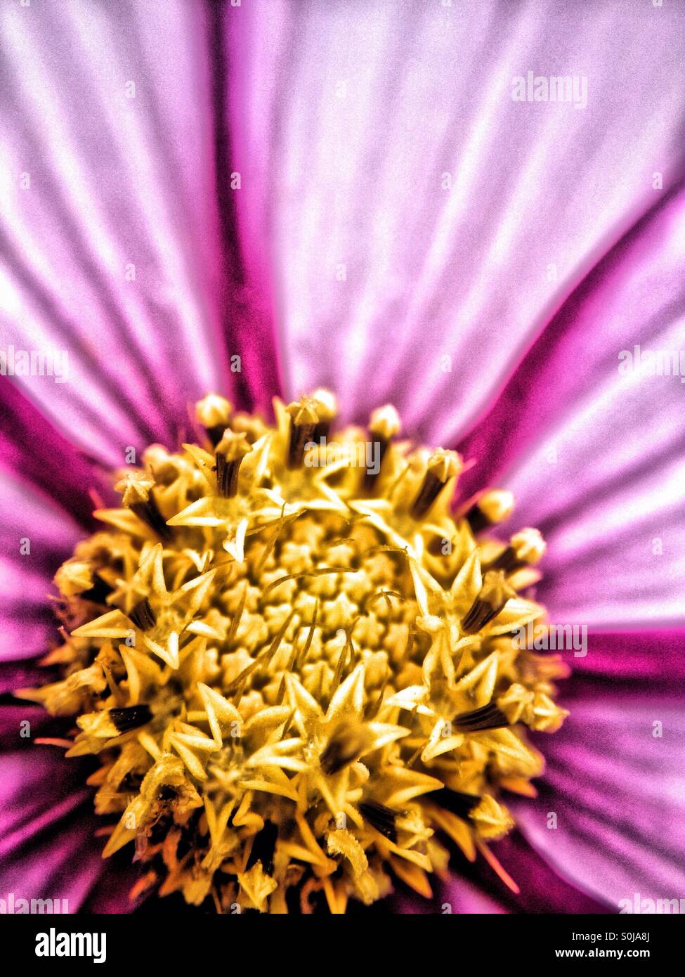 Pink cosmos flower Stock Photo - Alamy