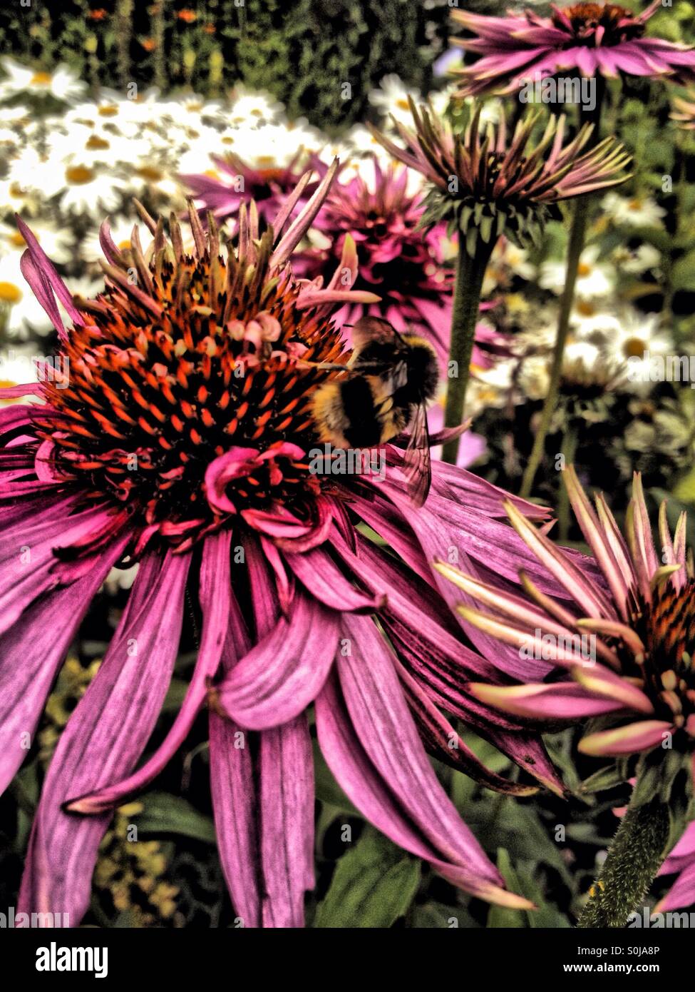 Bee pollinating an echinacea flower Stock Photo - Alamy