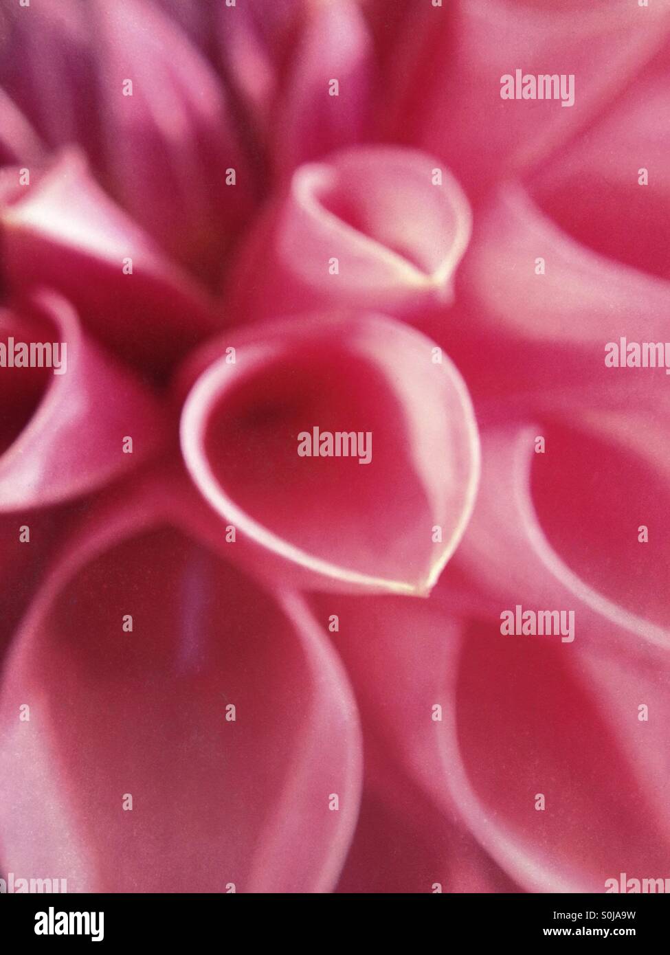 Dahlia flower shapes hi-res stock photography and images - Alamy