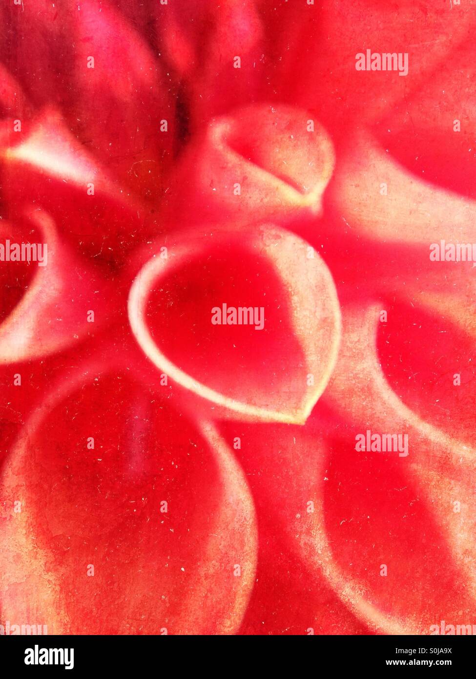 Dahlia flower shapes hi-res stock photography and images - Alamy