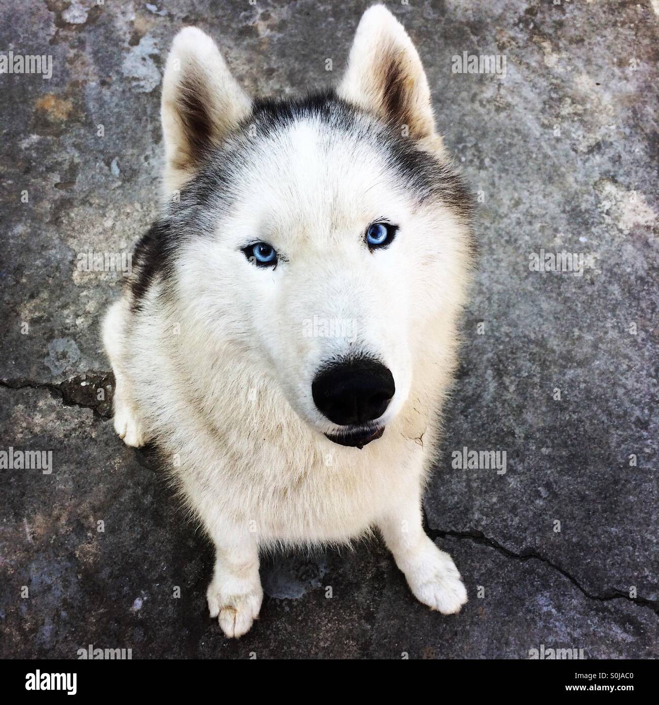 Siberian husky closeup hi-res stock photography and images - Alamy