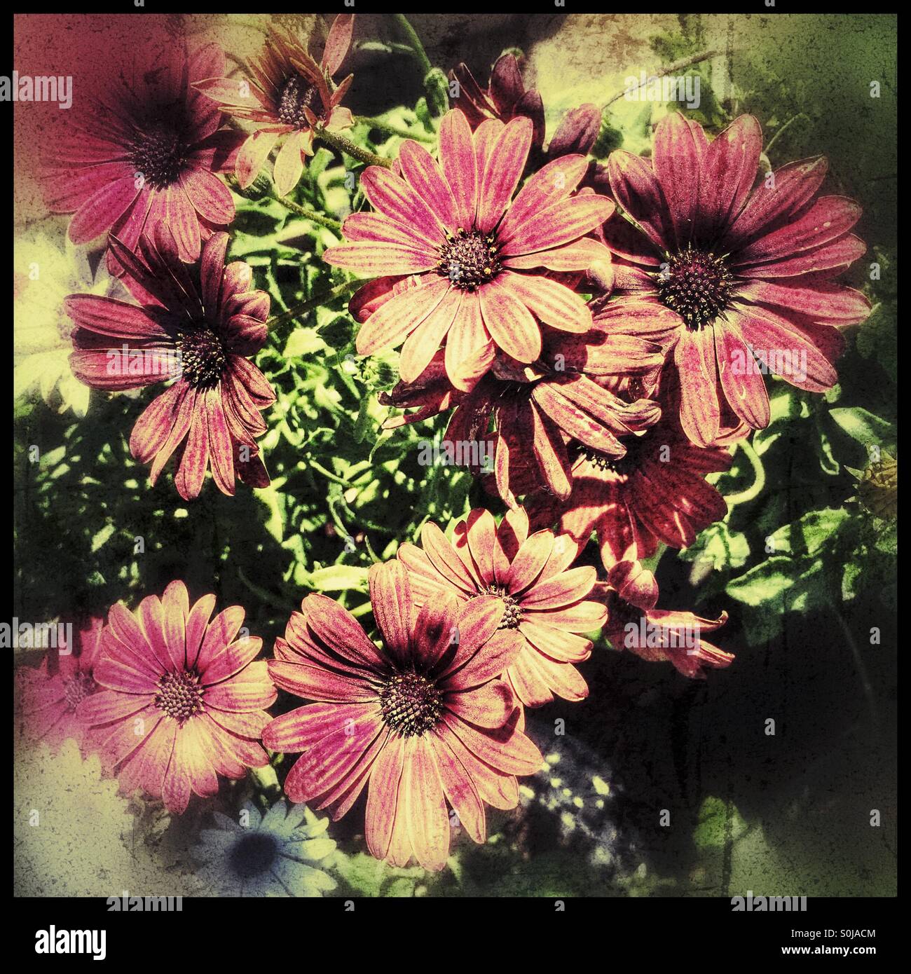 Flowers with textured filter applied Stock Photo - Alamy