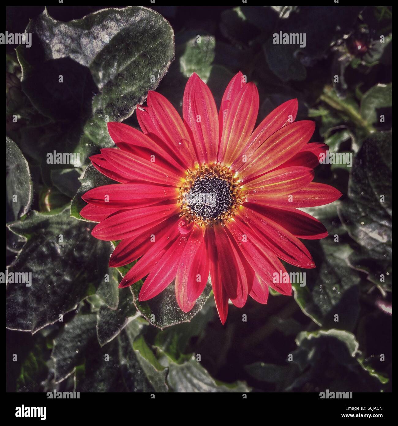 Single red flower Stock Photo - Alamy
