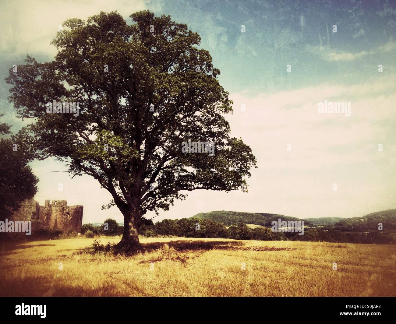 Tree castle hi-res stock photography and images - Alamy