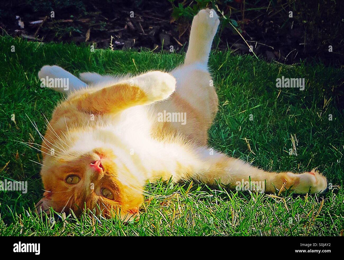 Cat stretched out in the sunlight Stock Photo - Alamy