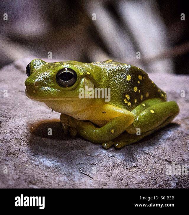 Hind limbs hi-res stock photography and images - Alamy