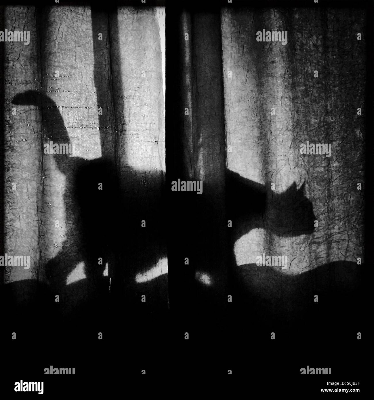 Shadow and cat hi-res stock photography and images - Alamy