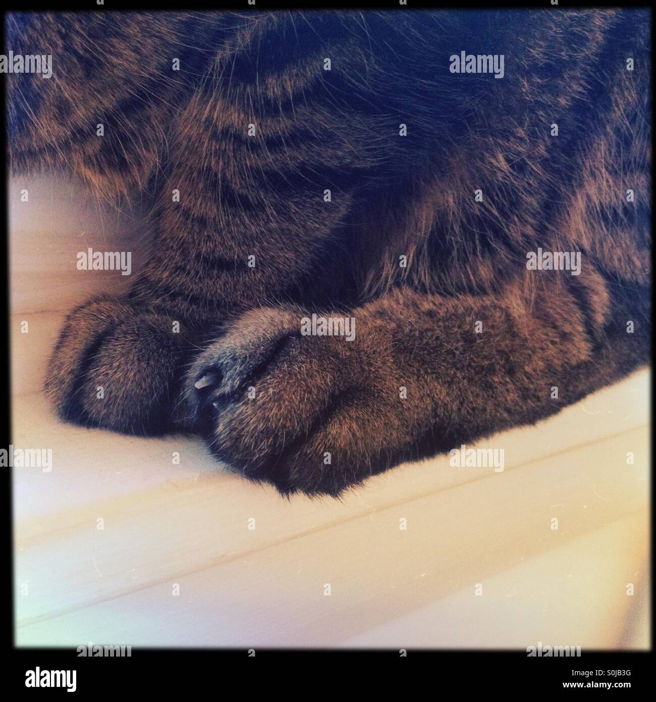 Paws and feet hi-res stock photography and images - Alamy