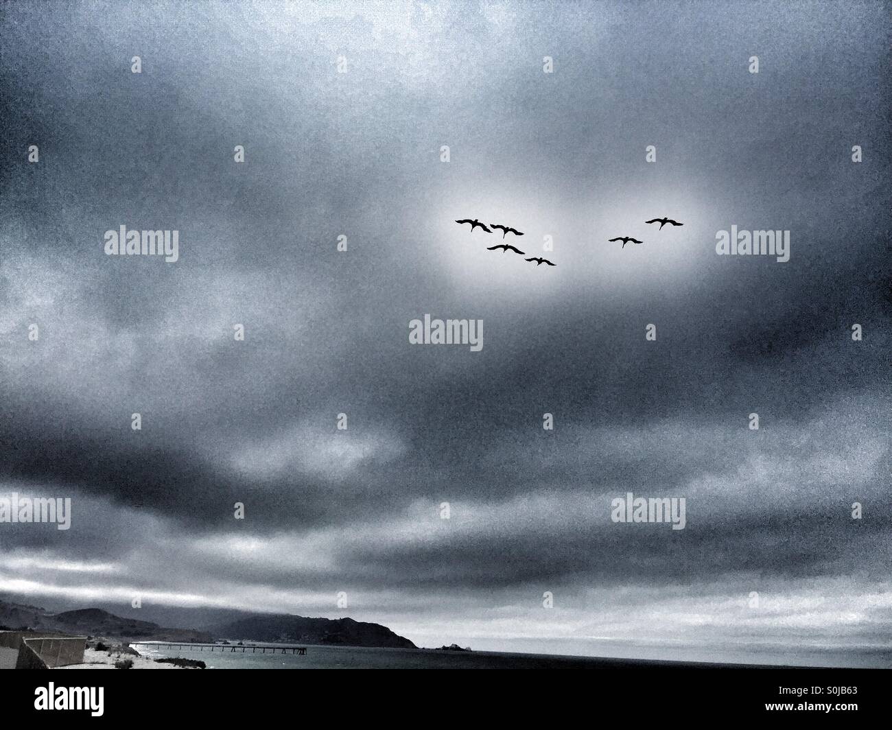 Pacific ocean seabirds hi-res stock photography and images - Alamy