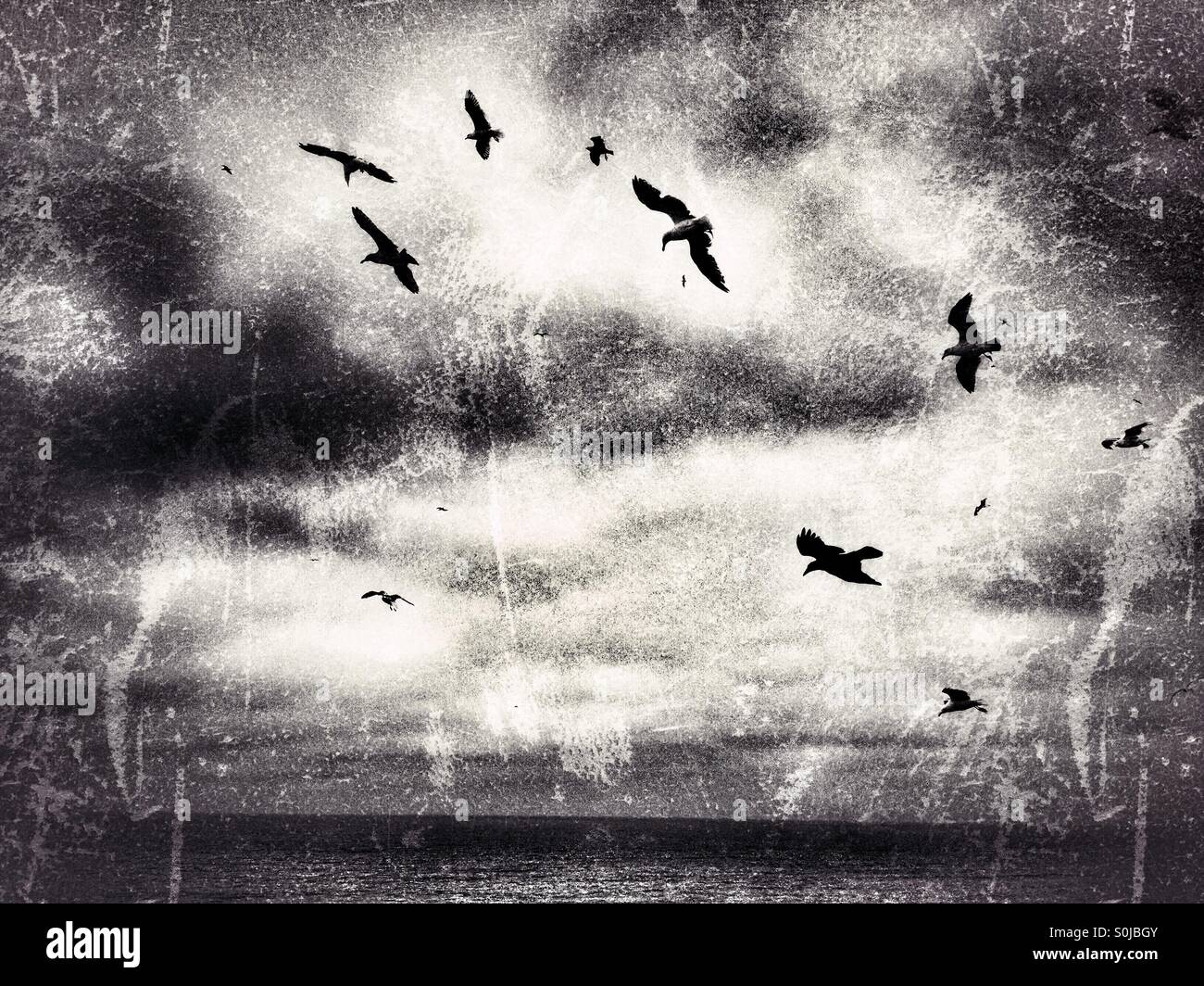 Pacific ocean seabirds hi-res stock photography and images - Alamy