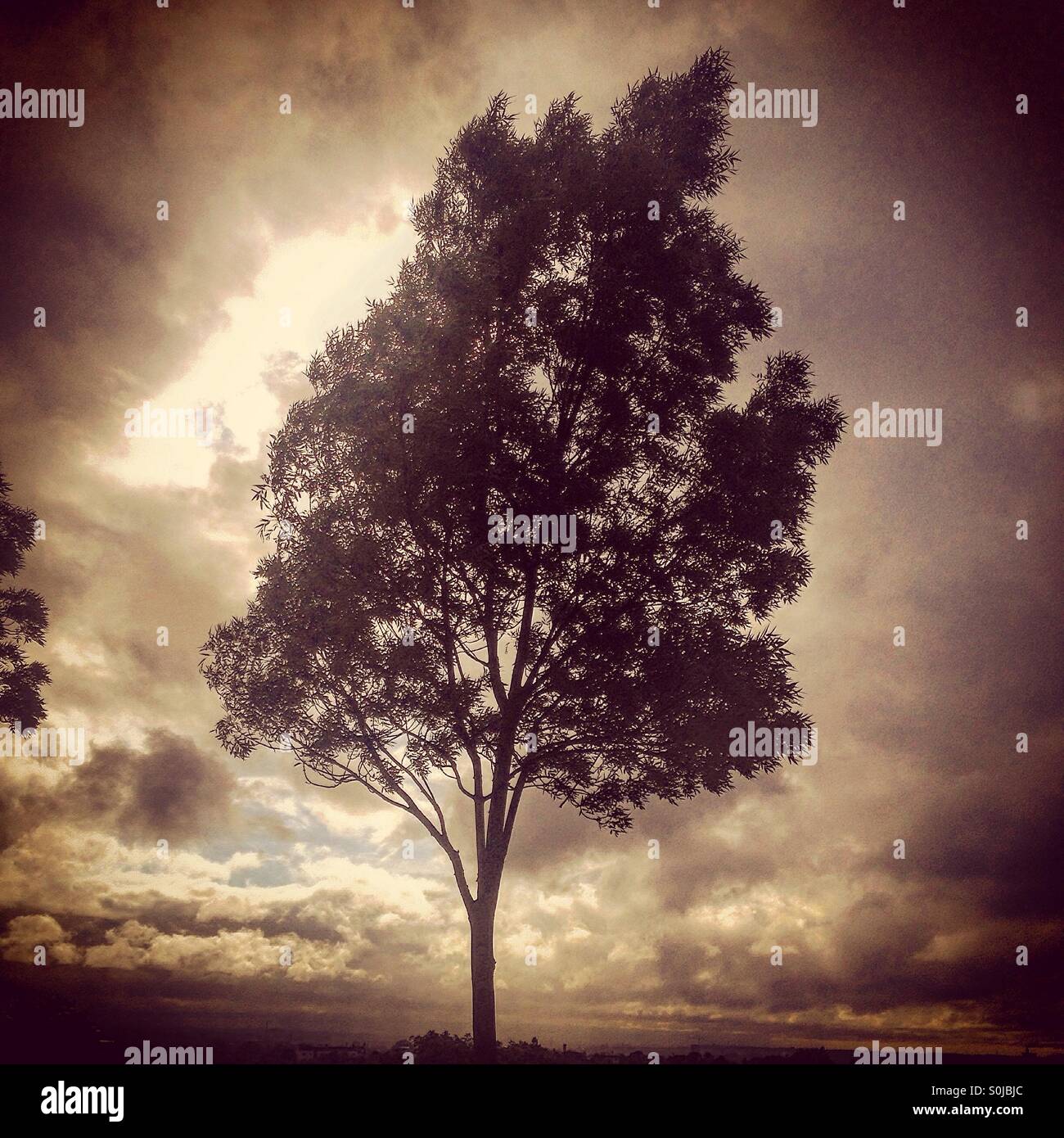 Tree on a windy day hi-res stock photography and images - Alamy