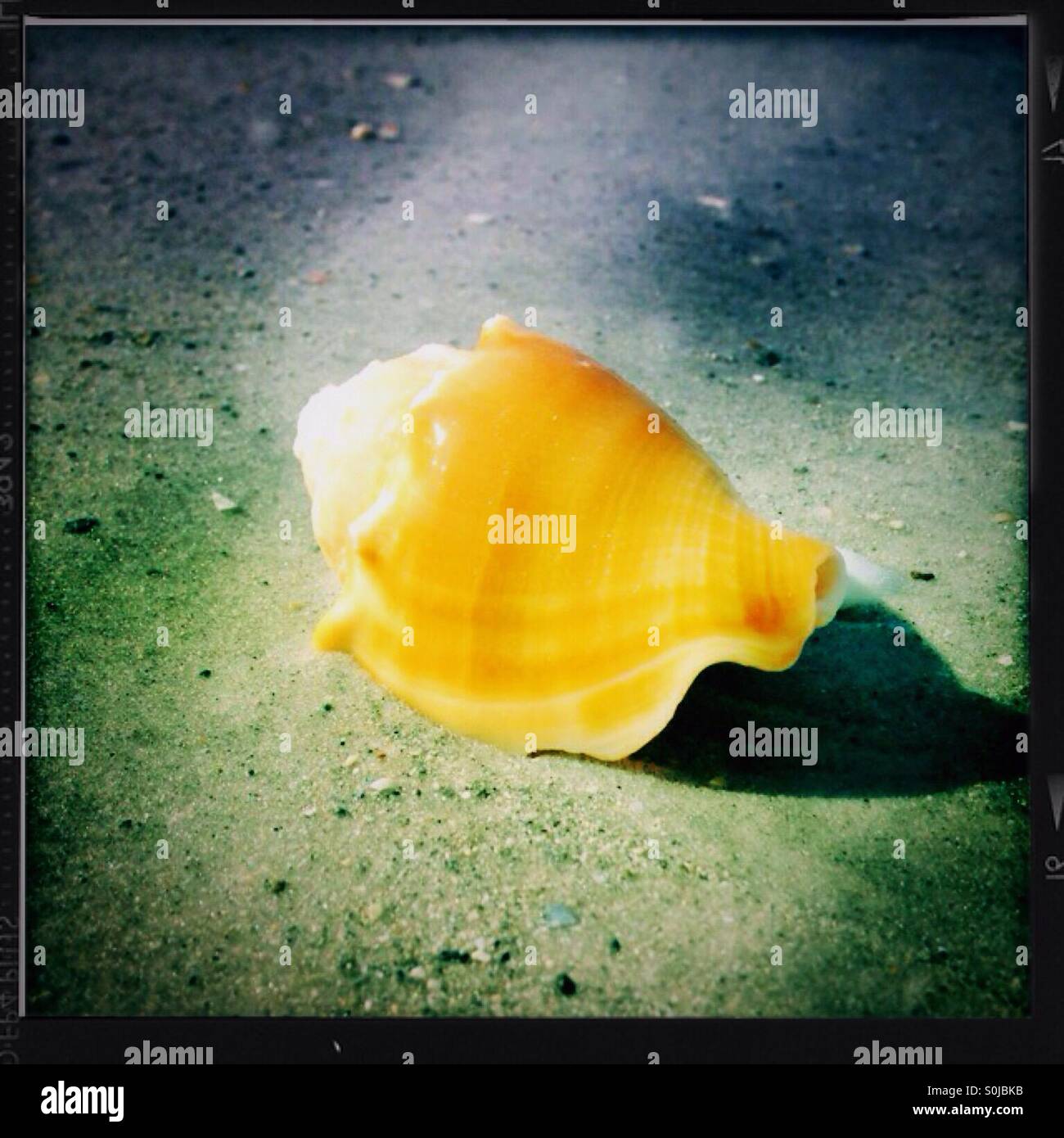 Sea shell on beach Stock Photo - Alamy