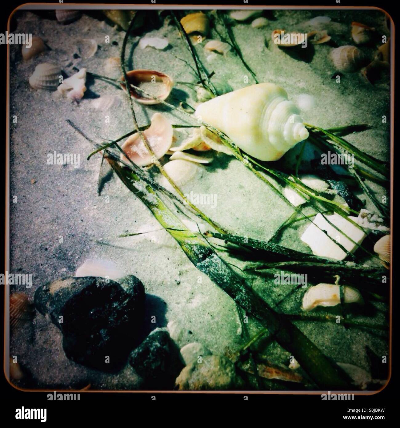 Shells and seaweed on beach Stock Photo - Alamy