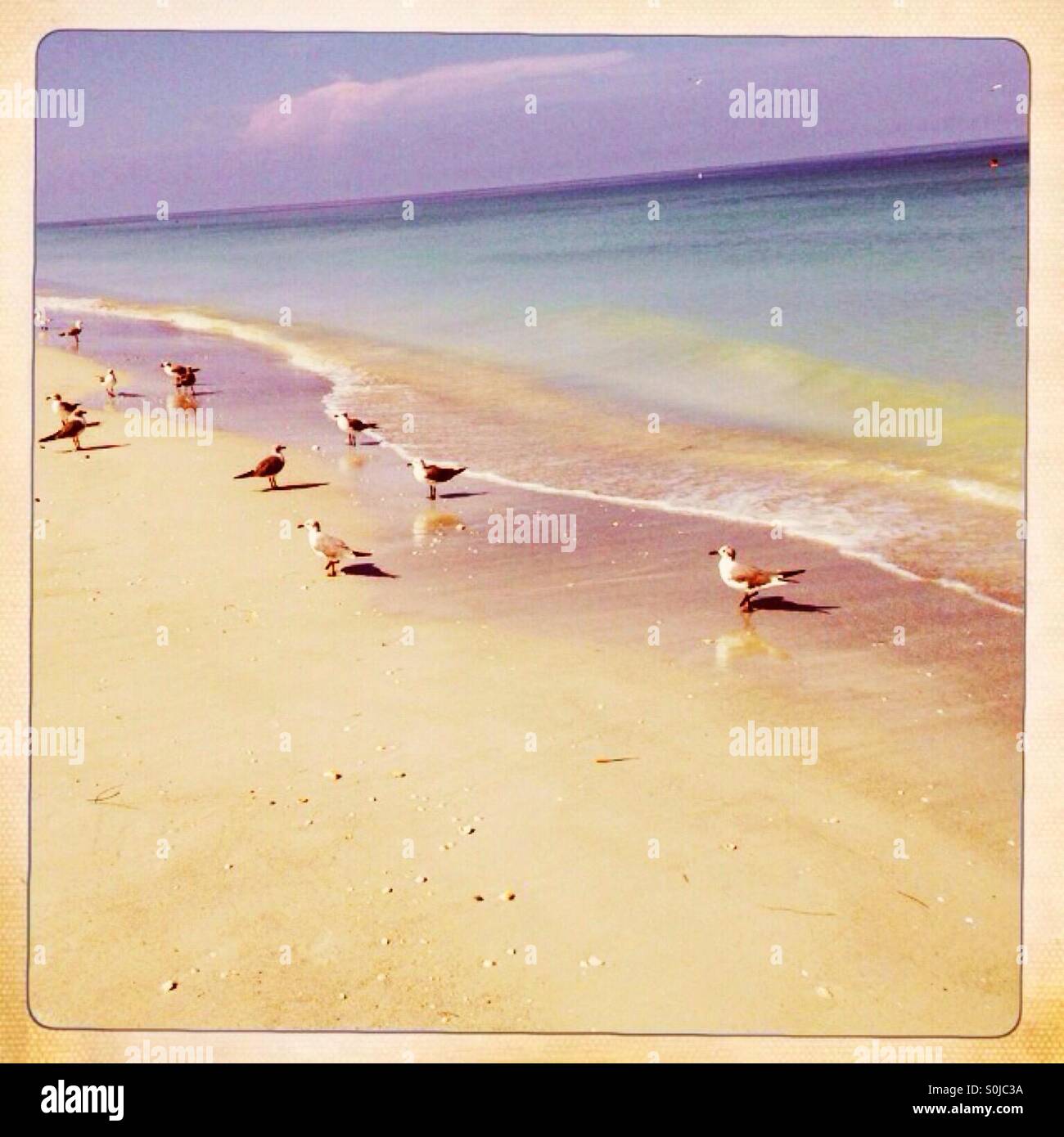 Seagulls on beach Stock Photo - Alamy