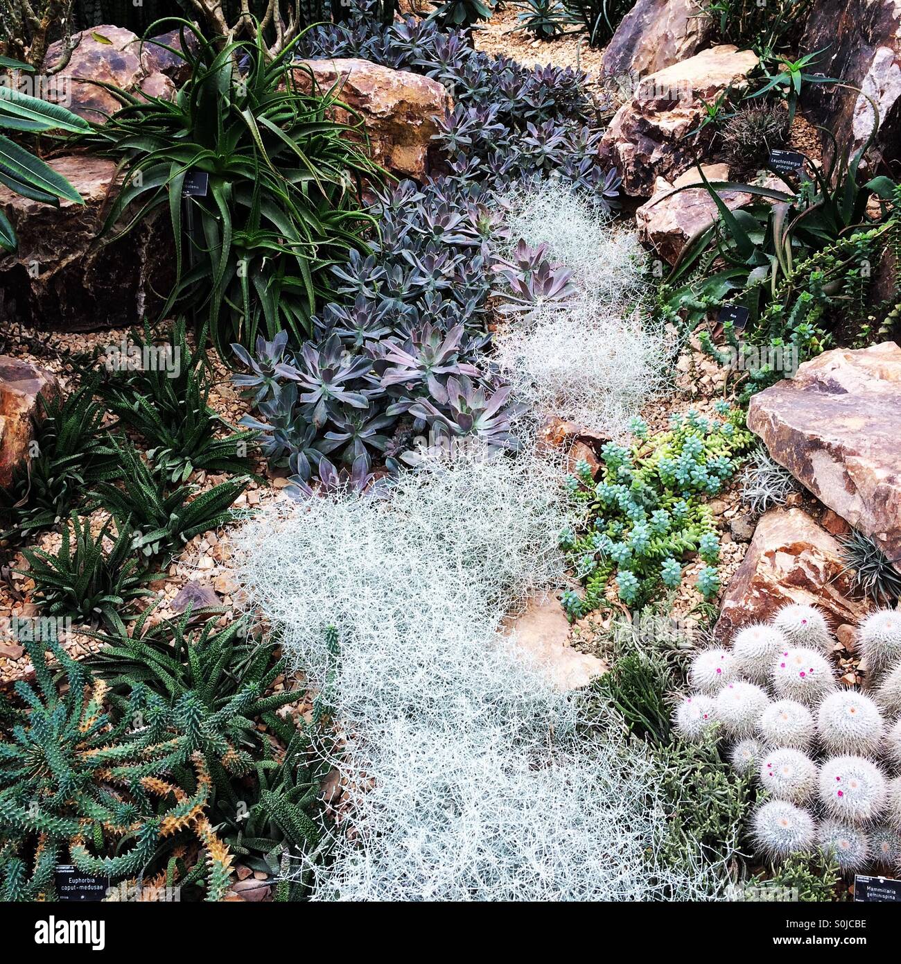 Arrangement of cacti hi-res stock photography and images - Alamy