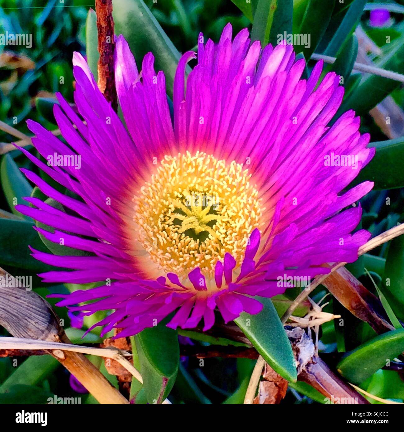 Sand flower hi-res stock photography and images - Alamy