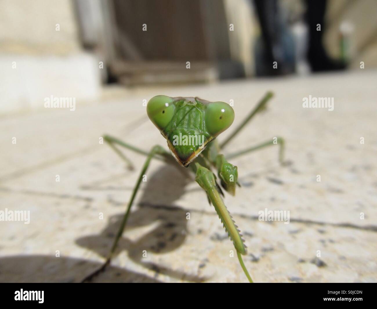Insect with green eyes hi-res stock photography and images - Alamy