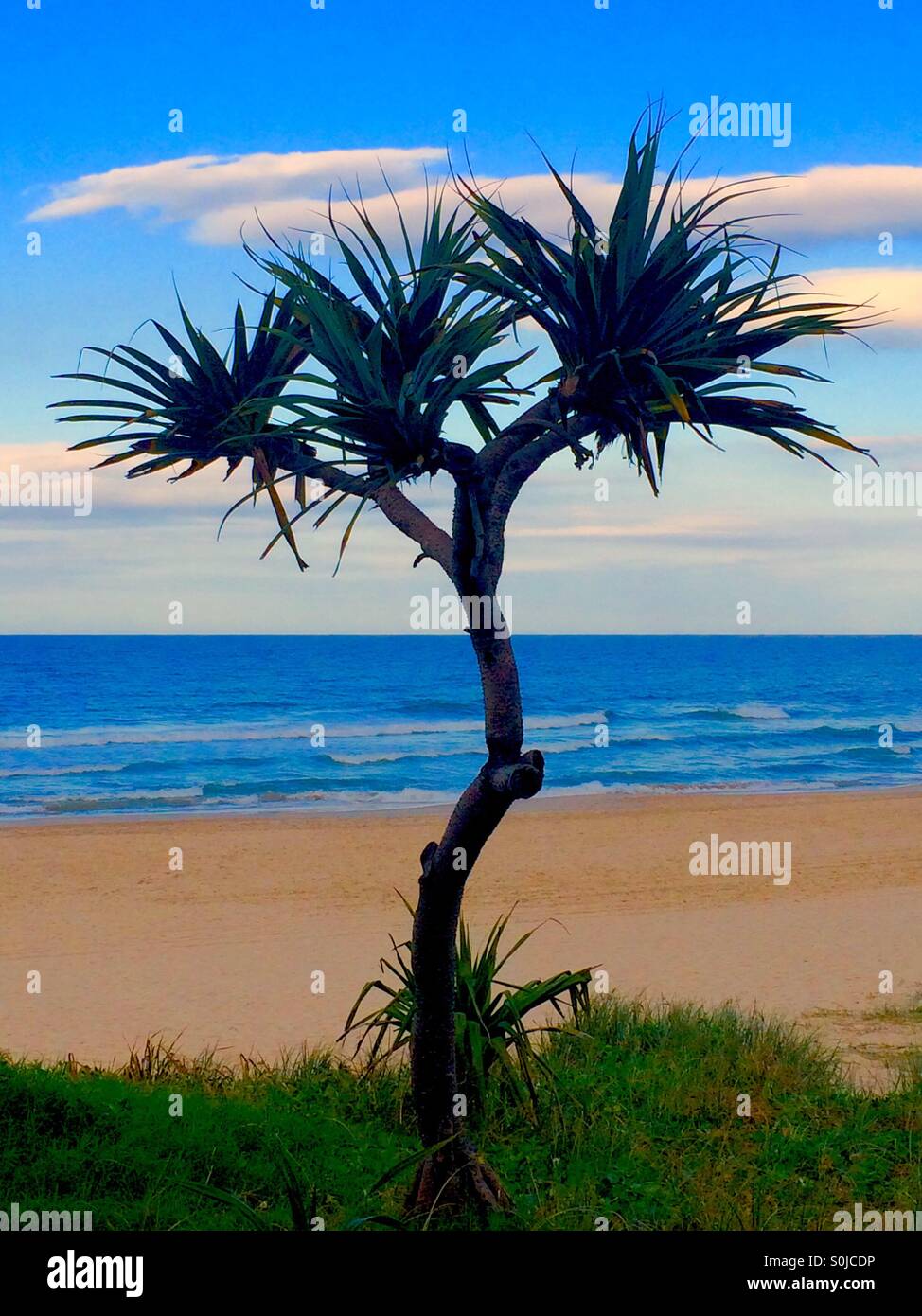 Beach tree hi-res stock photography and images - Alamy