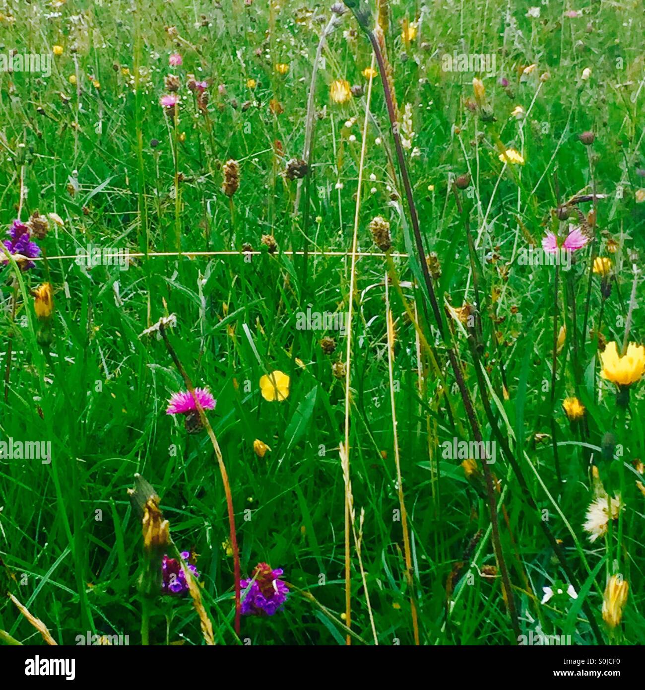 Wildflowers in Ireland Stock Photo - Alamy