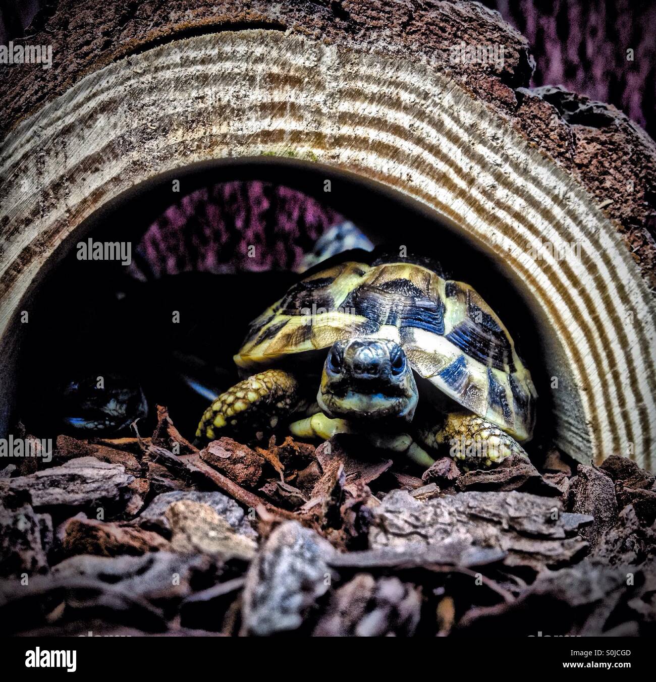 Tortoise in its house Stock Photo - Alamy