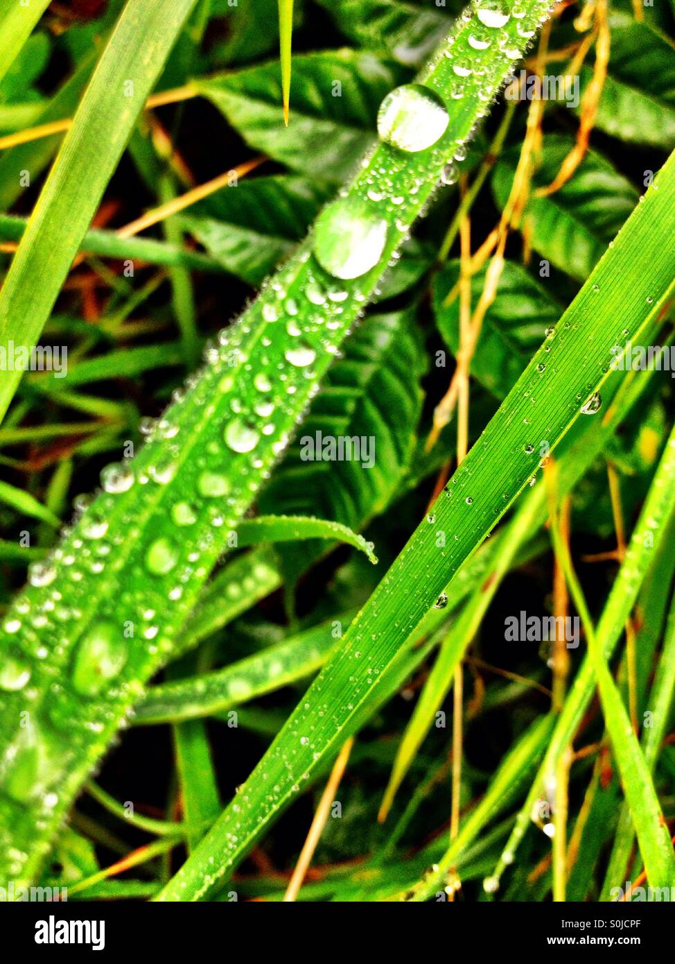 Green Grass and Rain Stock Photo - Alamy