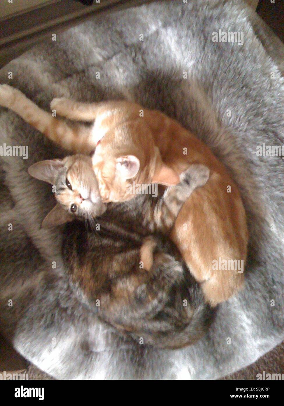 Kissing kittens hi-res stock photography and images - Alamy