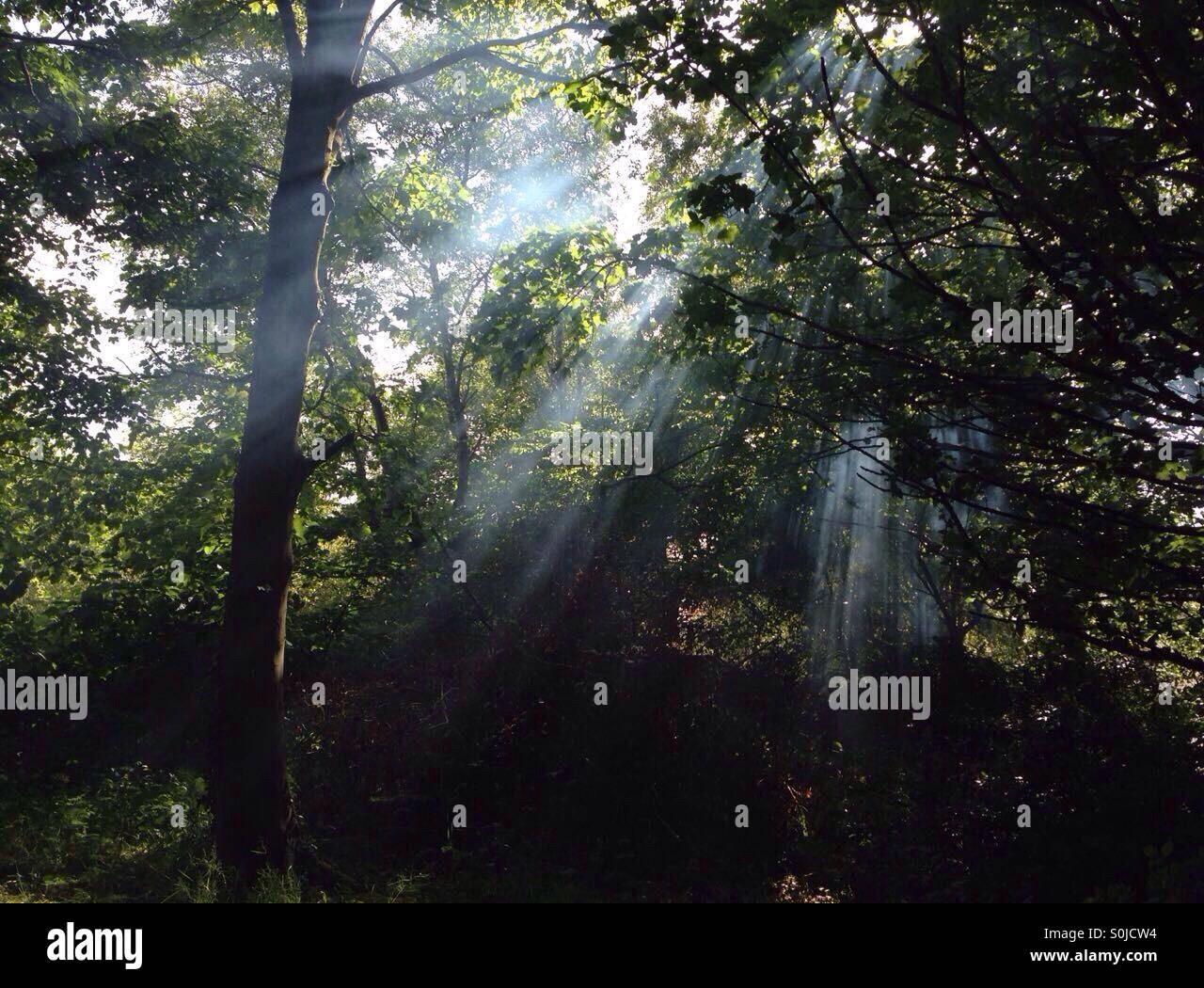 Light in woods - Caldy hill Stock Photo - Alamy