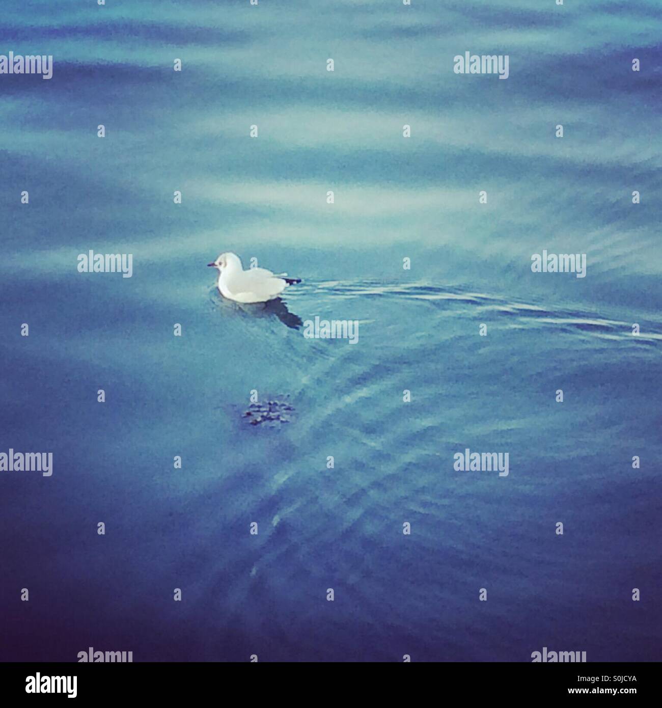 Bird minding its own business Stock Photo - Alamy