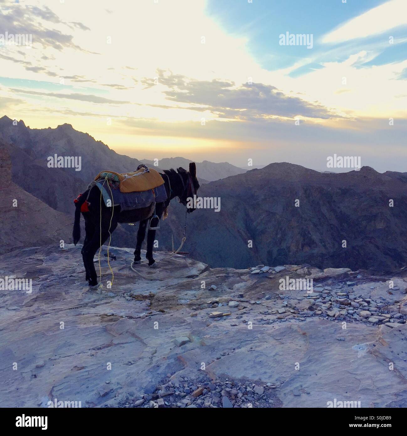 Donkey on the edge hi-res stock photography and images - Alamy