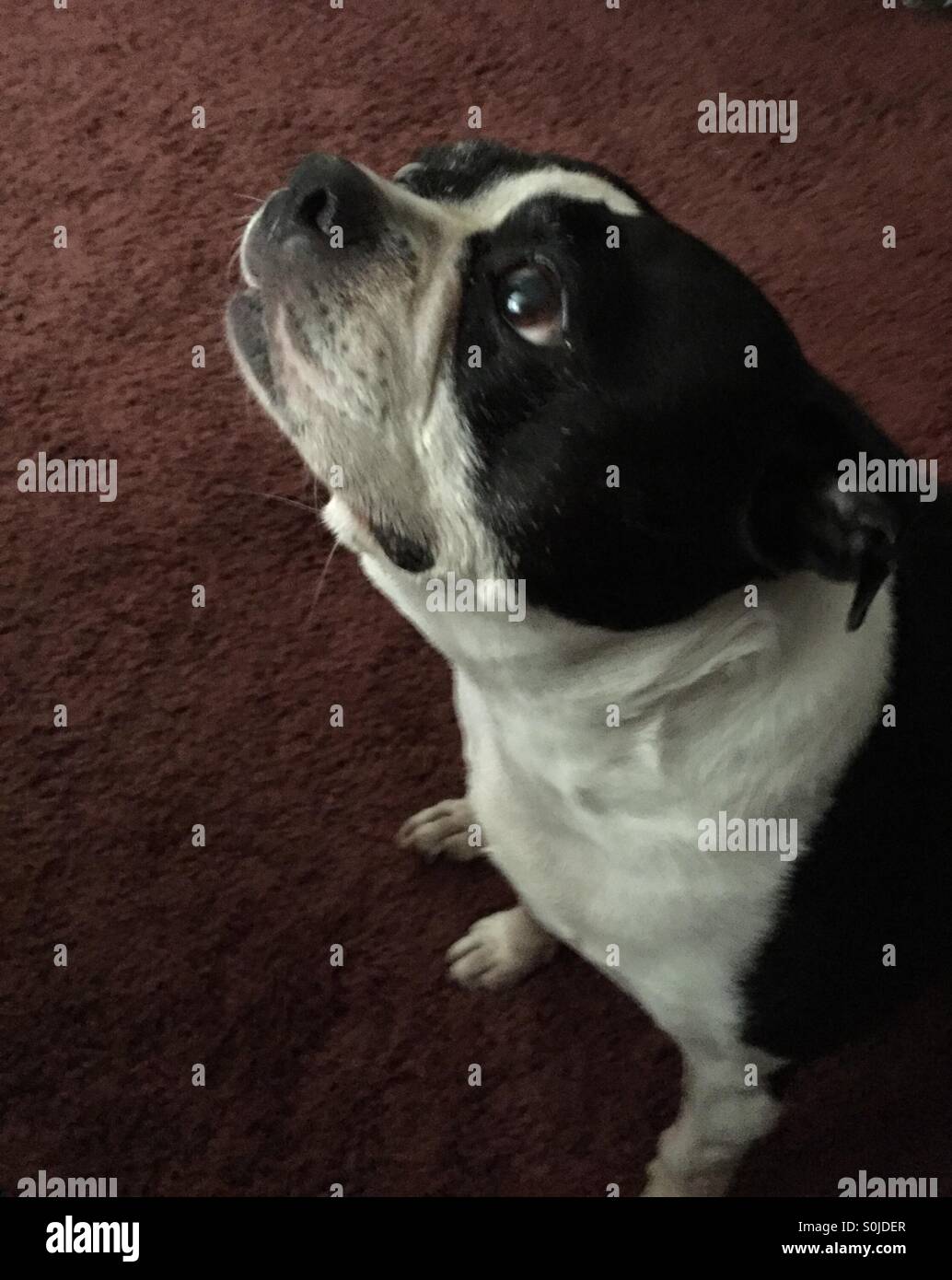 Dog sit down hi-res stock photography and images - Alamy