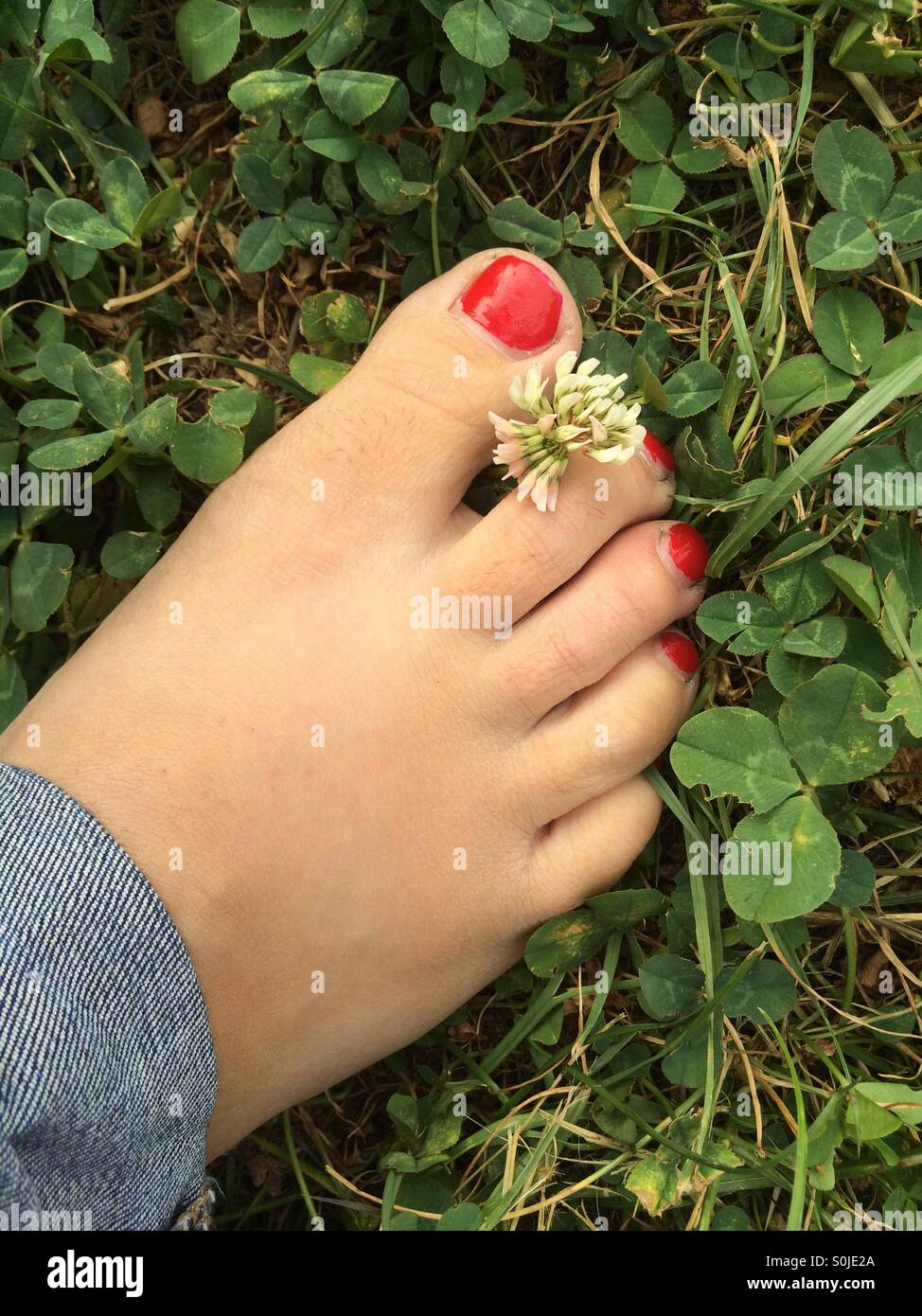 Small white flower in grass hi-res stock photography and images - Alamy