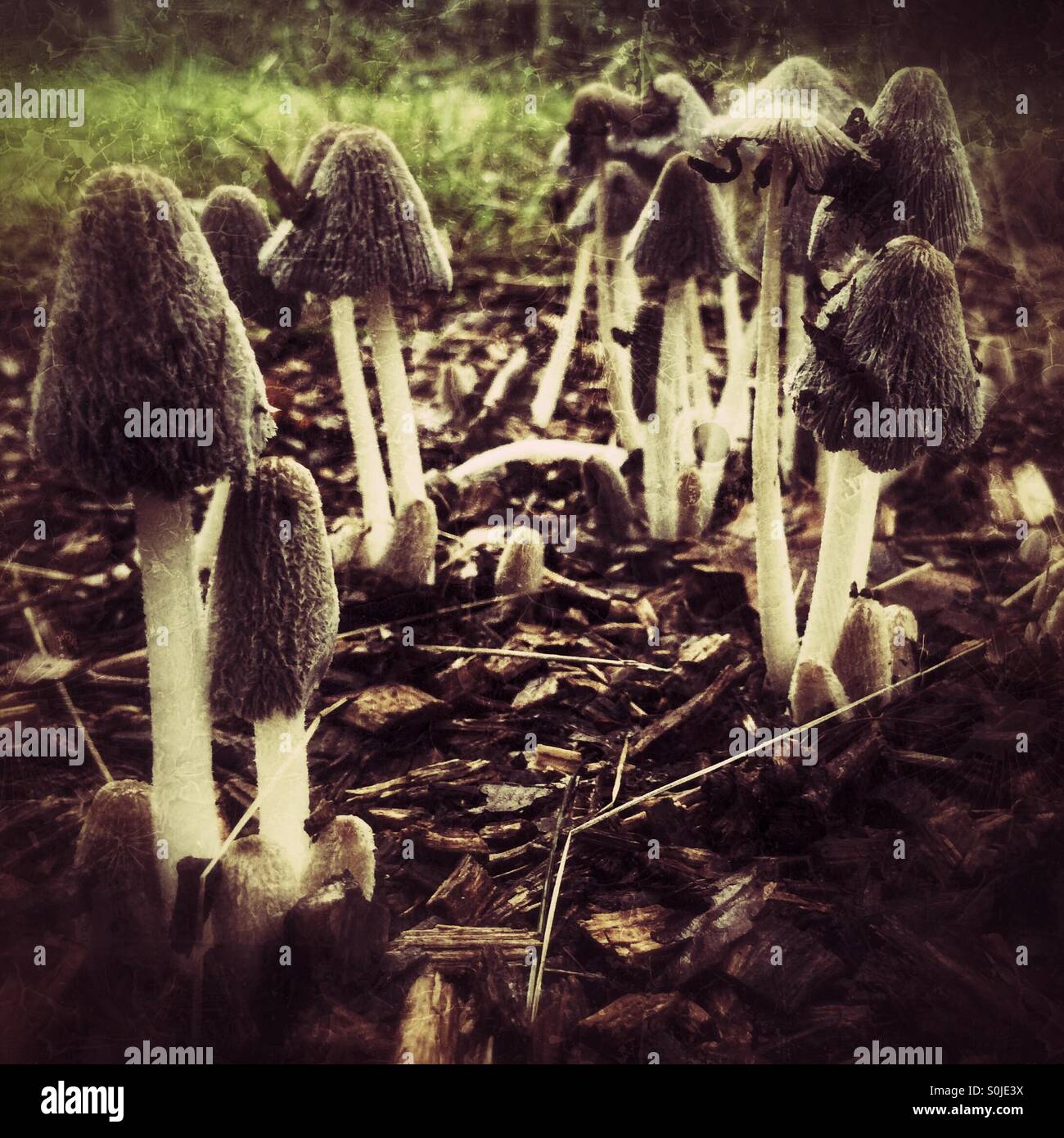 Toadstools emerging after the rain Stock Photo - Alamy