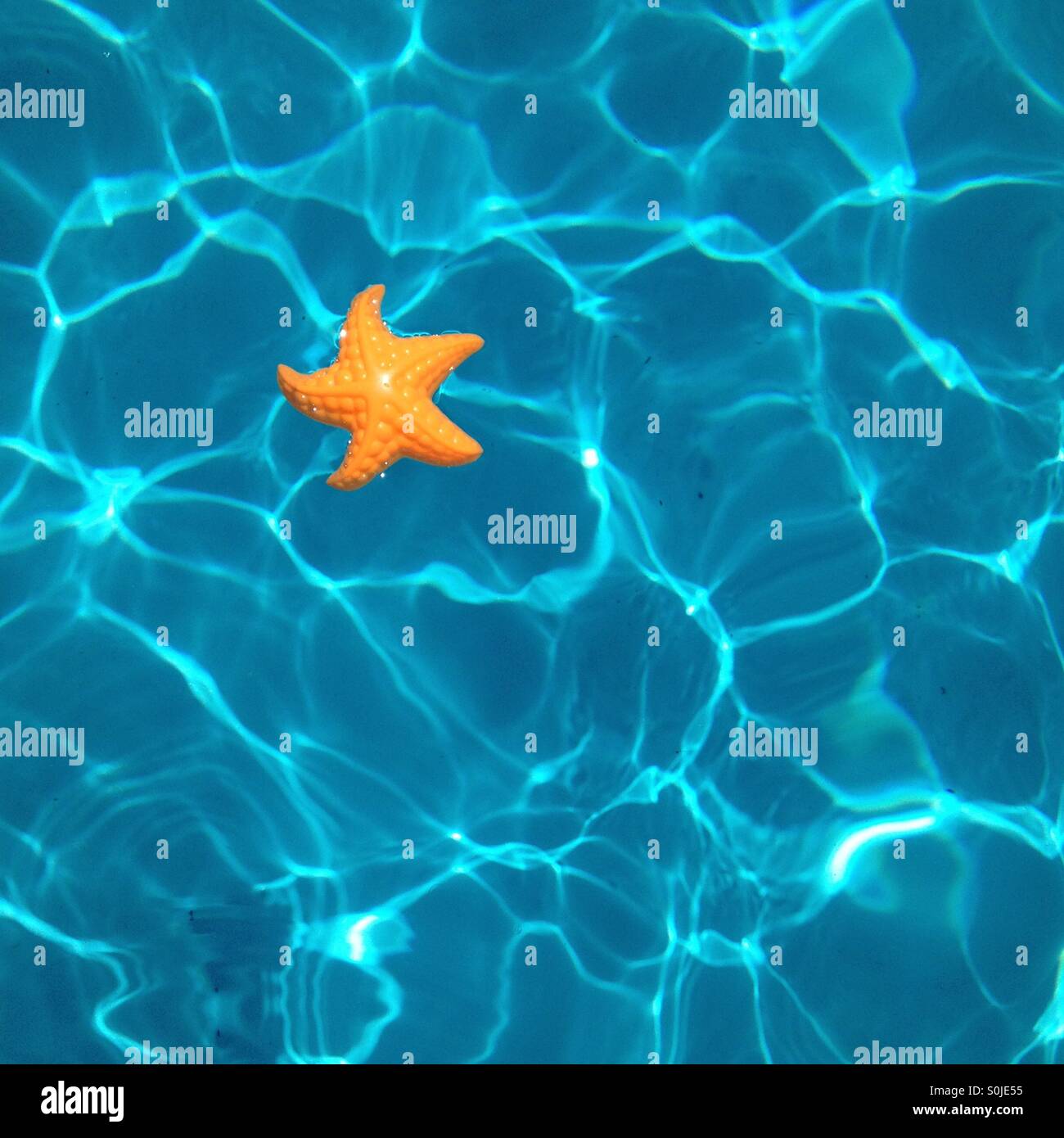 Toy starfish in a swimming pool Stock Photo - Alamy