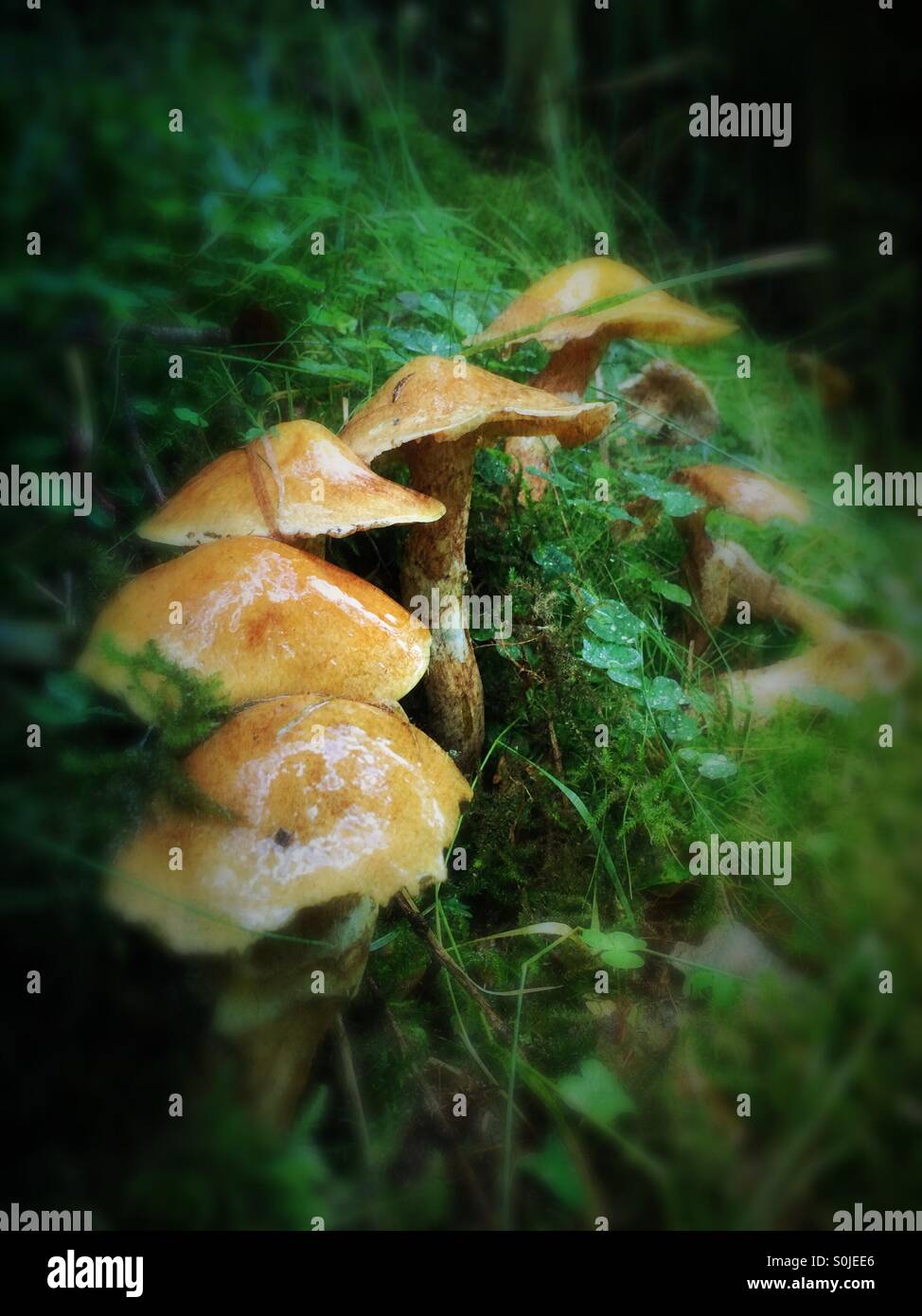 Imageoftoadstools hi-res stock photography and images - Alamy