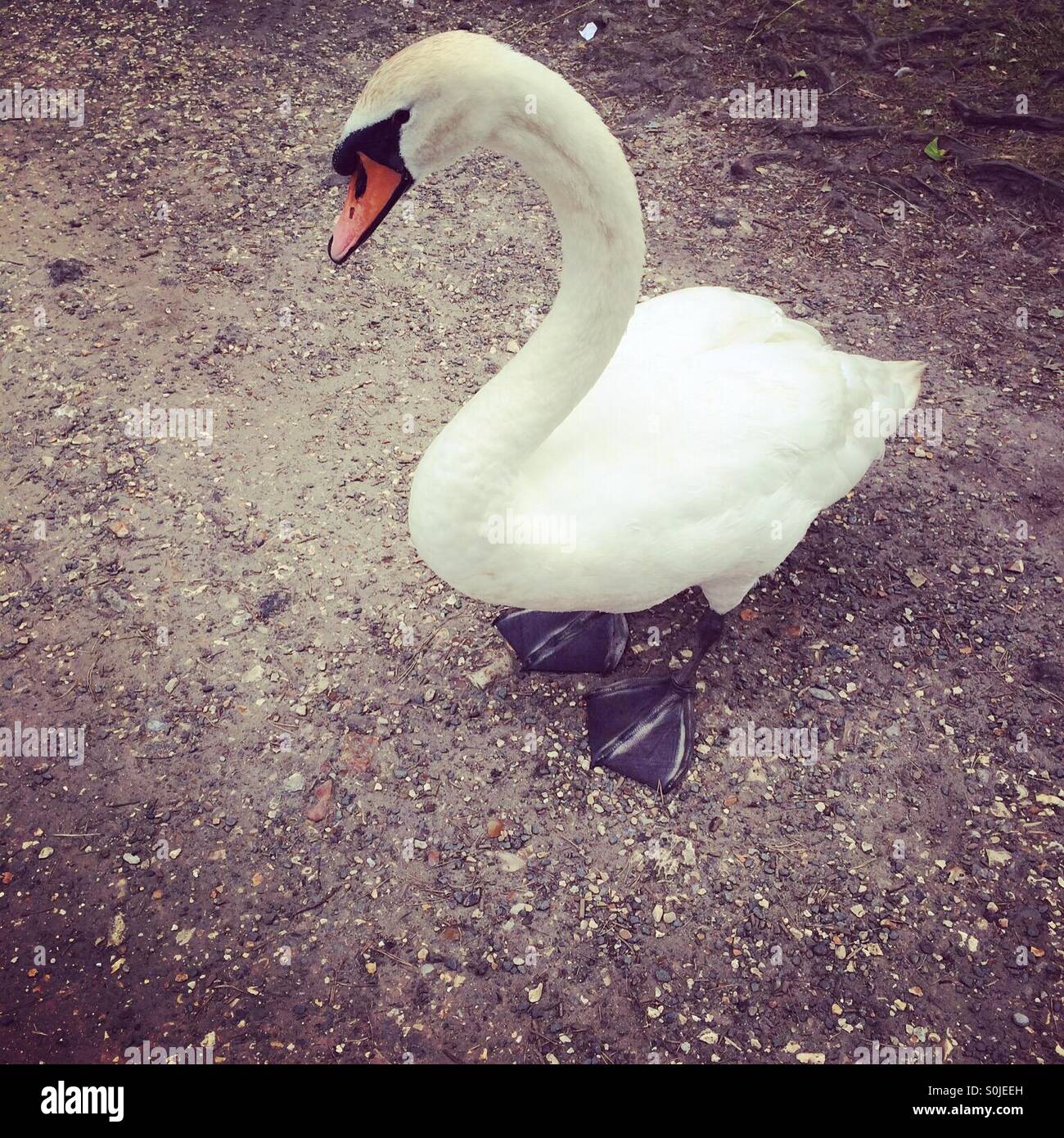 Angry swan hi-res stock photography and images - Alamy