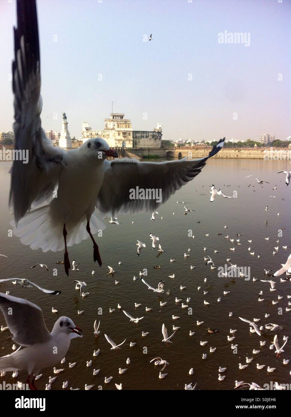 Seagull bird fly Stock Photo - Alamy