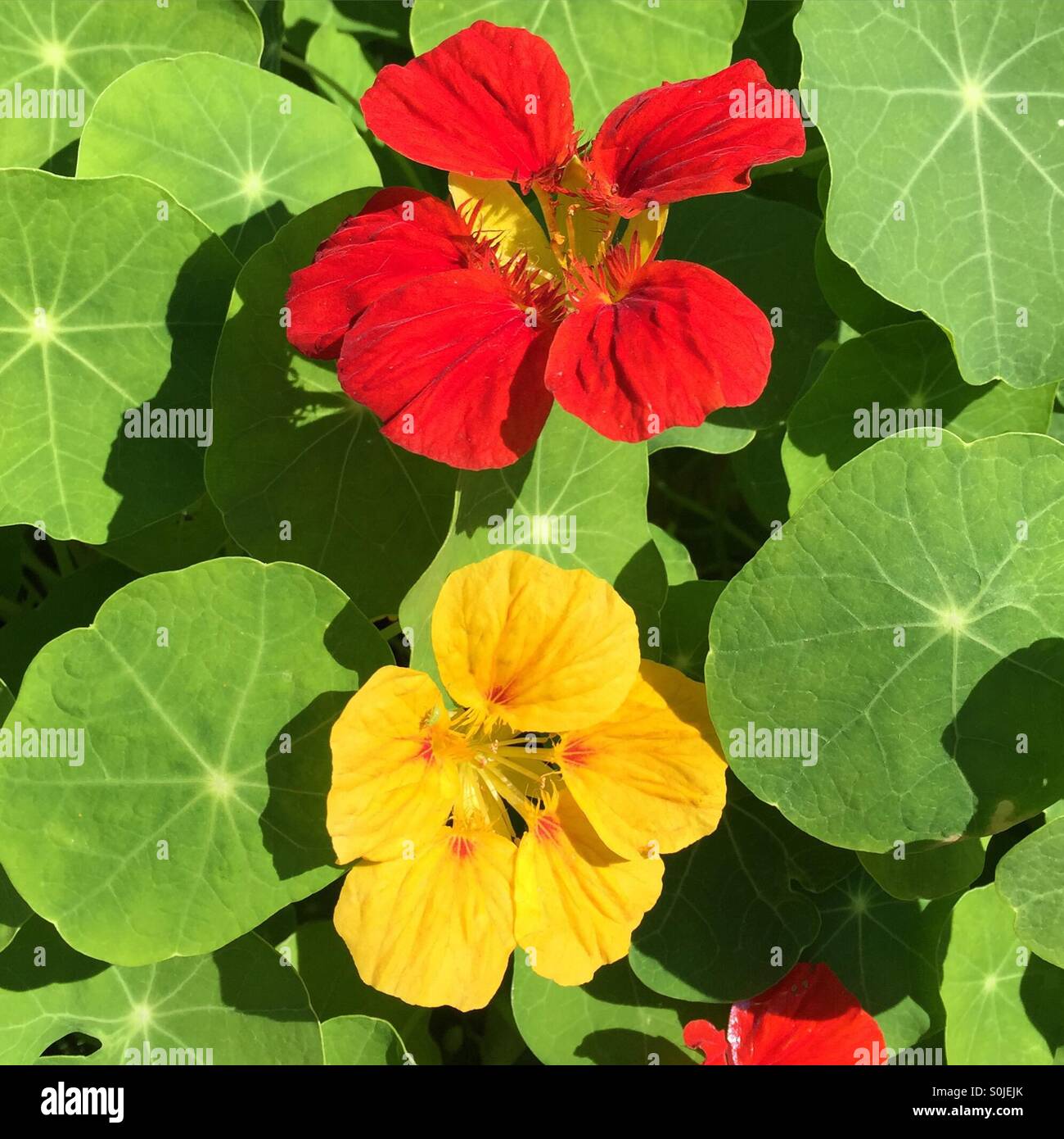 Red and yellow flowers Stock Photo - Alamy