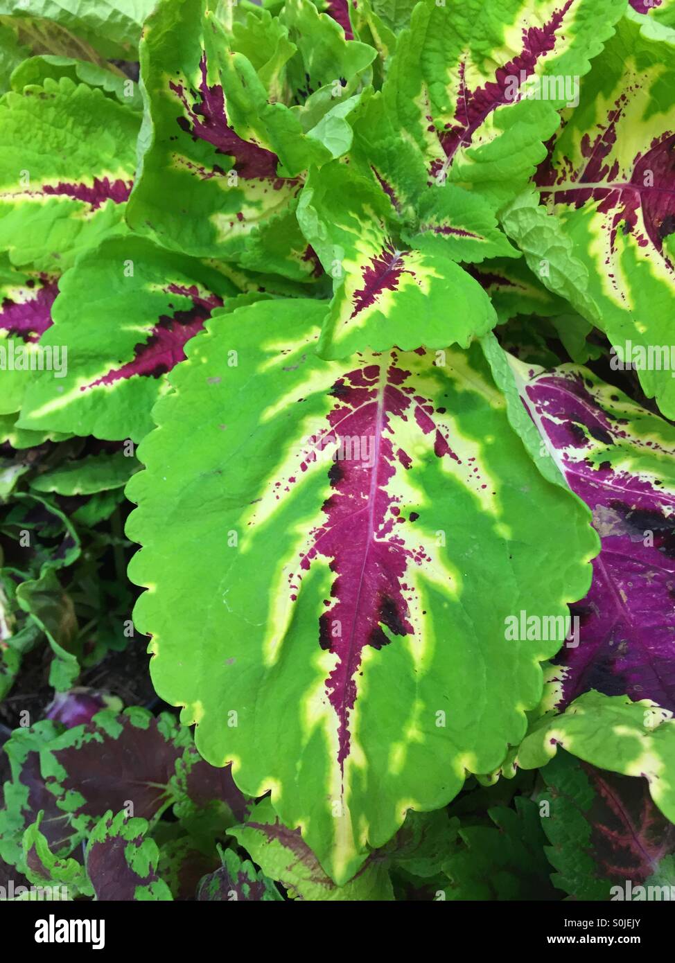 Burgundy color leaves hi-res stock photography and images - Alamy