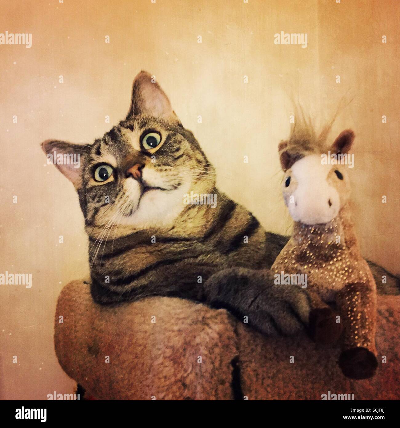 Kitty and friend Stock Photo - Alamy